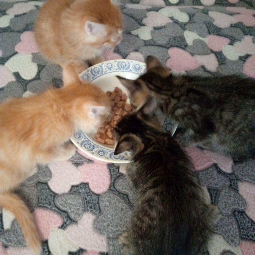 Хорошие котятки