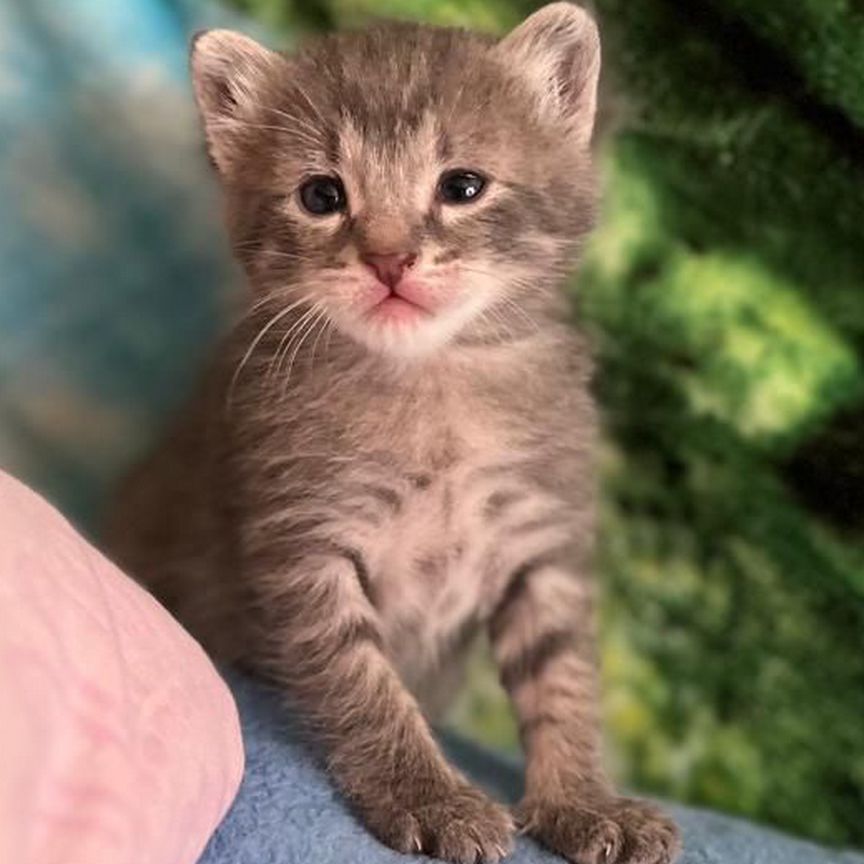 Котята в добрые руки 1 месяц