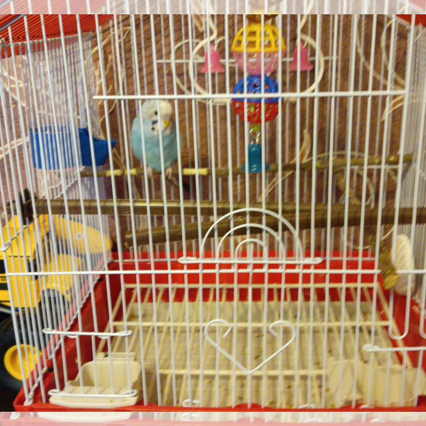 Волнистый попугай с клеткой