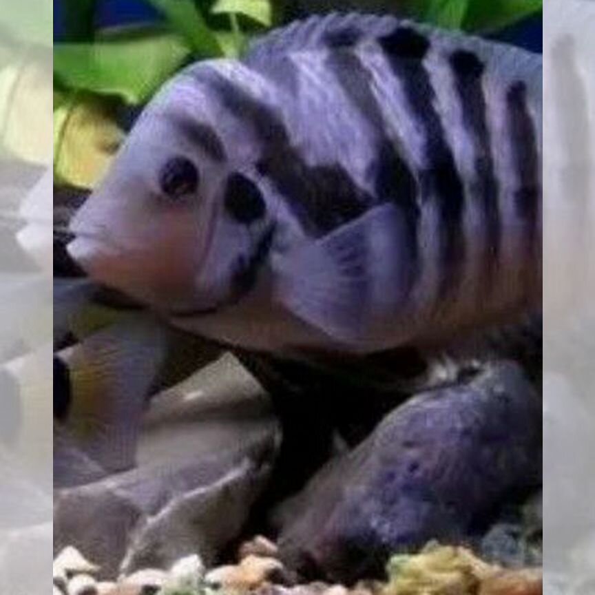 Цихлозома Чернополосая