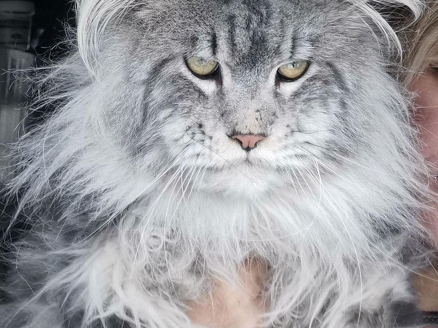 Кошка