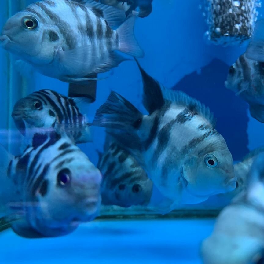 Попугай тигровый