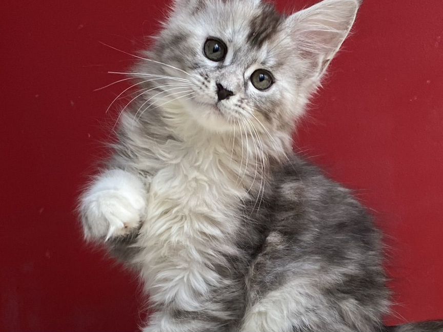 Кошечка с родословной