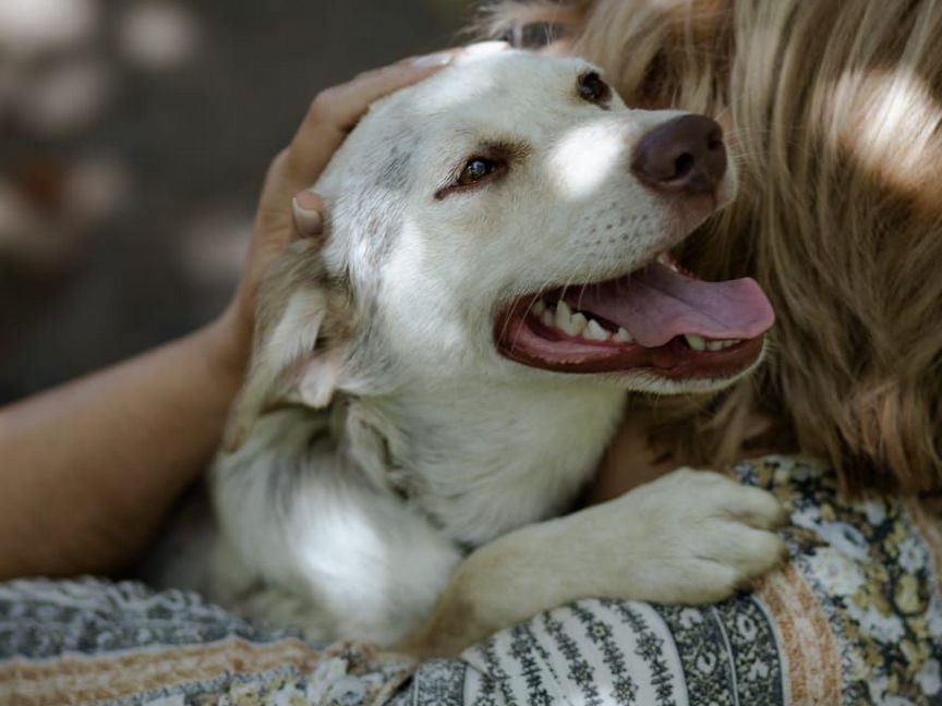 Мелкая веснушка в добрые руки