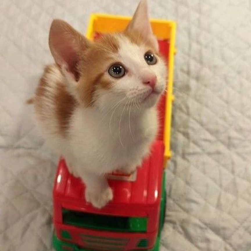 Котята котенок