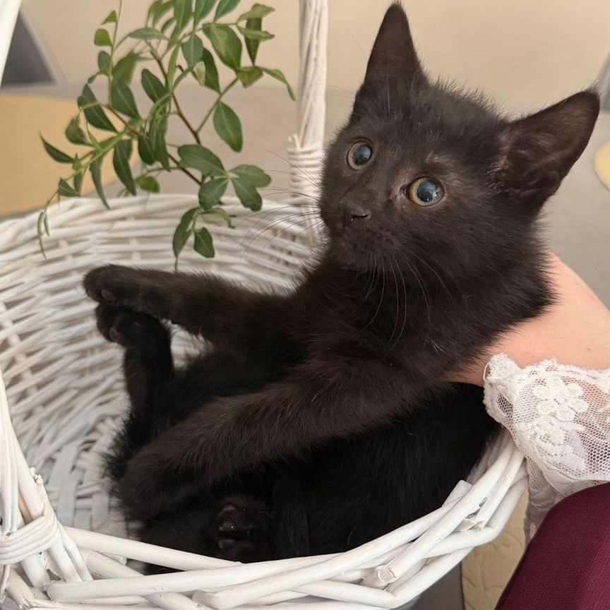 Котёнок в добрые руки