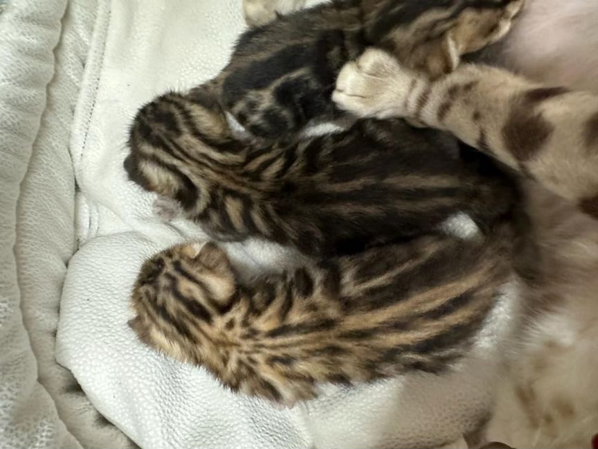 Бенгальские котята