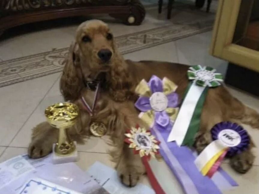 Щенки кокер спаниеля английского