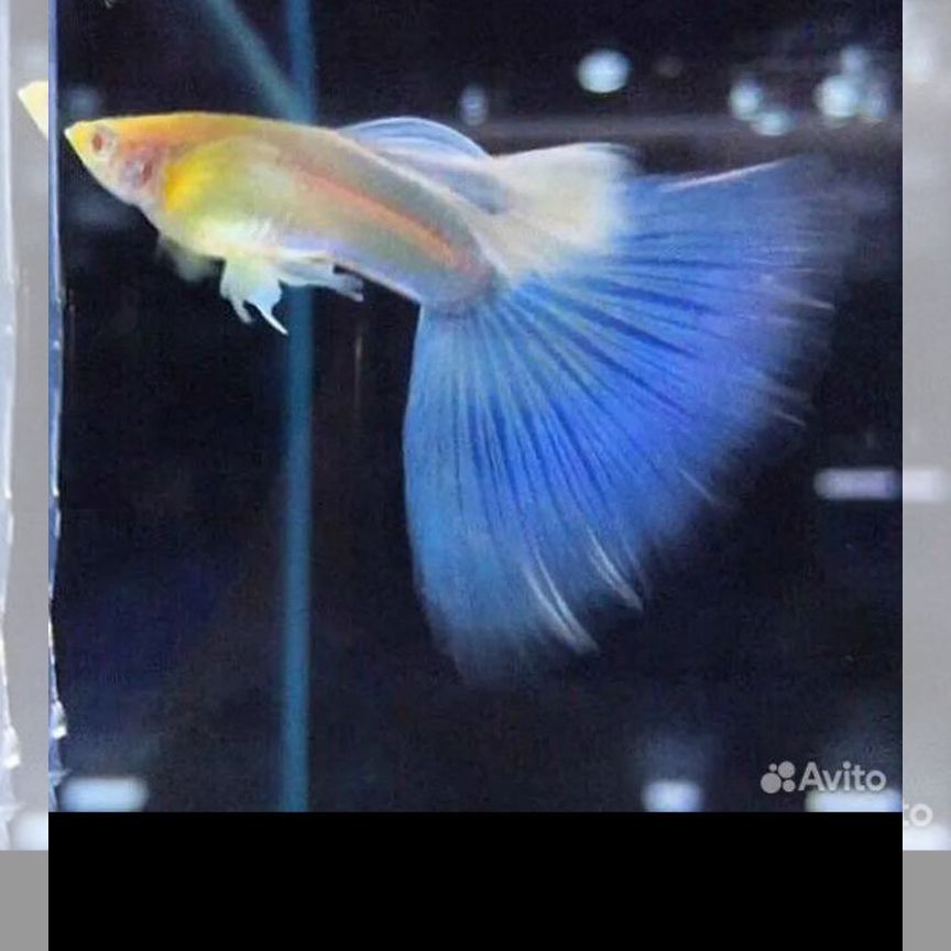Рыбагуппи Sky Blue Albino (скай блю альбино)