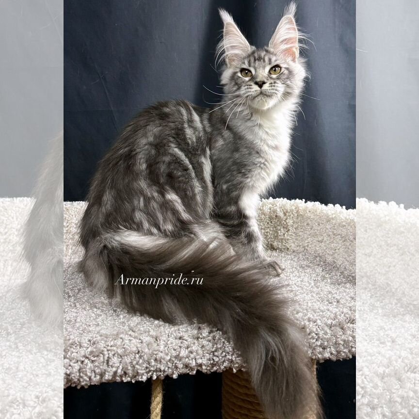 Нежная кошечка мейн кун