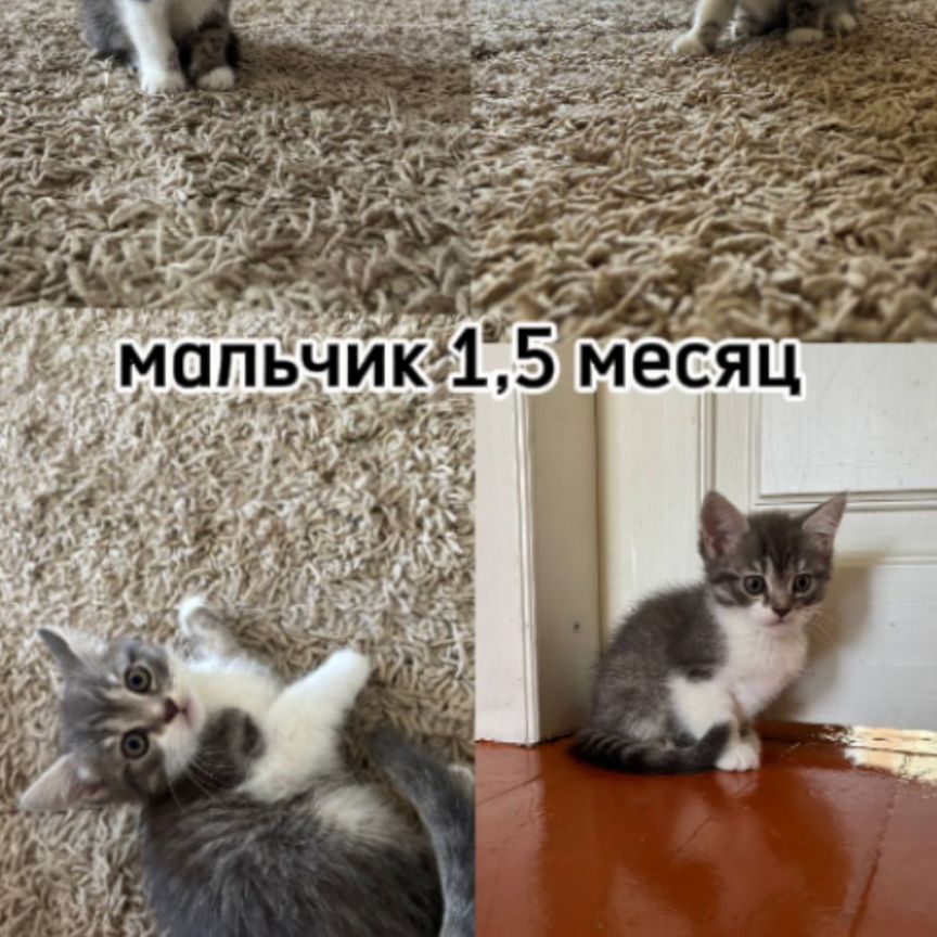 Котята в добрые руки
