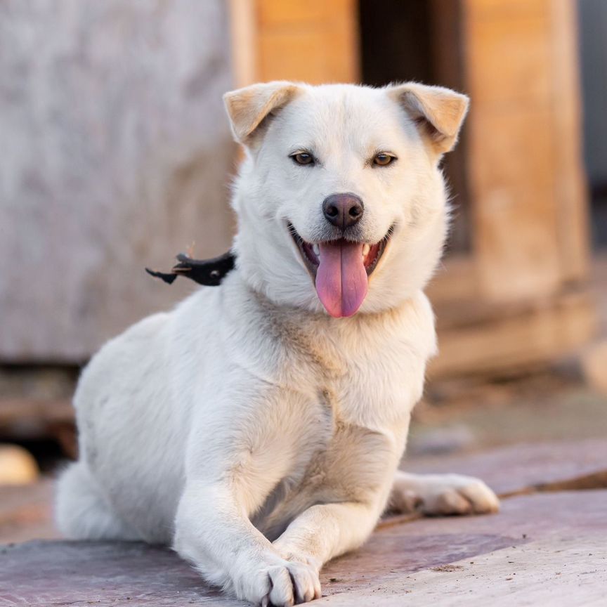 Собака в добрые руки