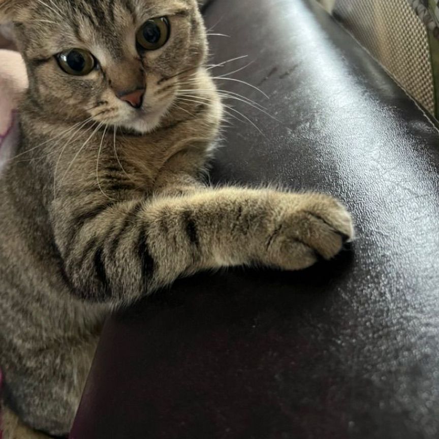 Кошка выслоухая