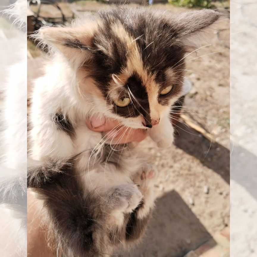Котята в добрые руки приучены к лотку