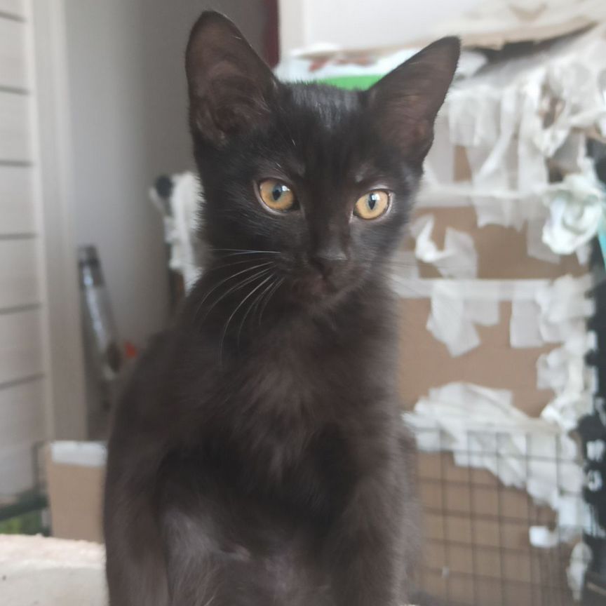 Котята 3 месяца