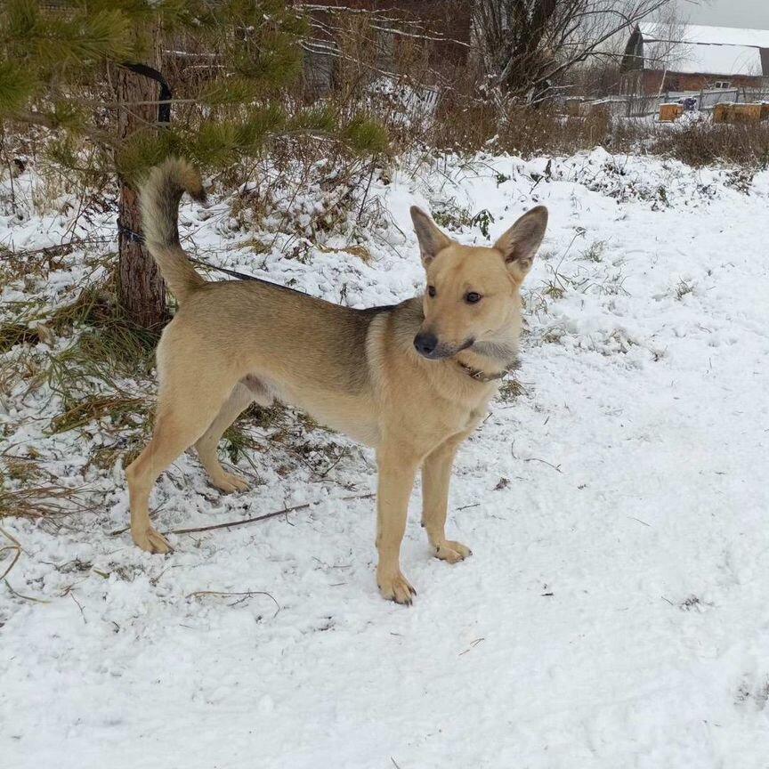 Собака в добрые руки