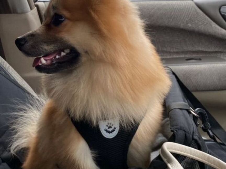 Автокресло для собак