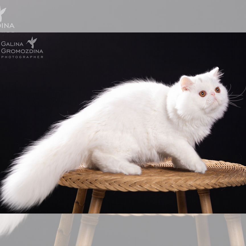 Котики персидской породы