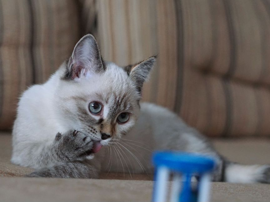 Симпатичные блондинки