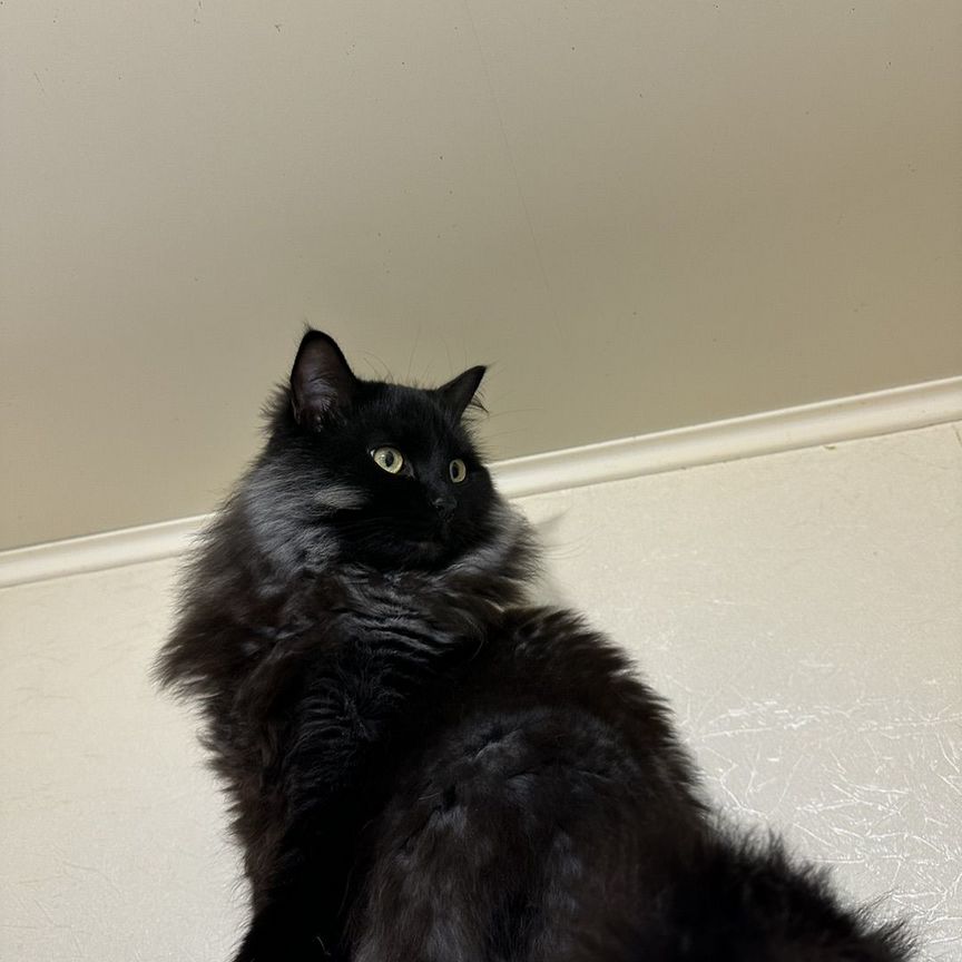 Кот в добрые руки