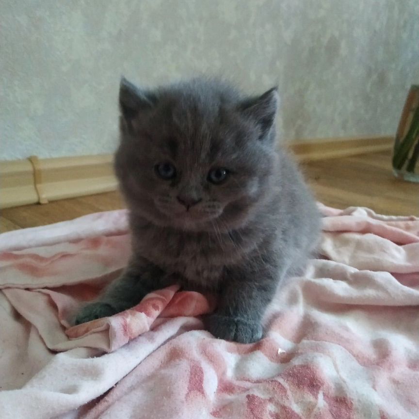 Британские котята