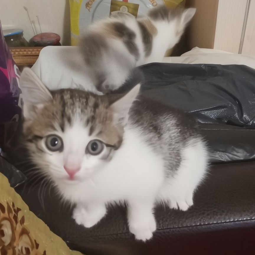 Котёнок в добрые руки