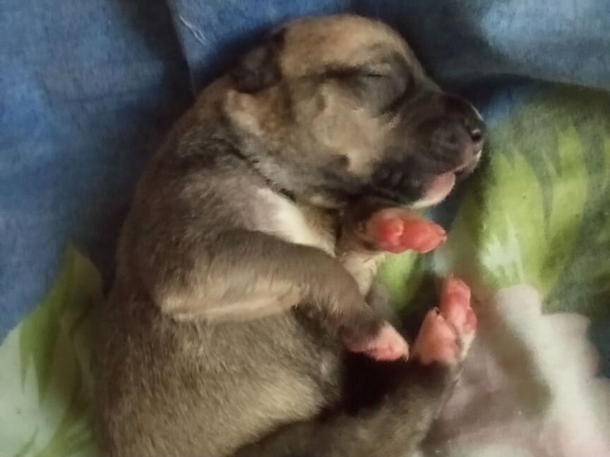 Отдам бесплатно щенков