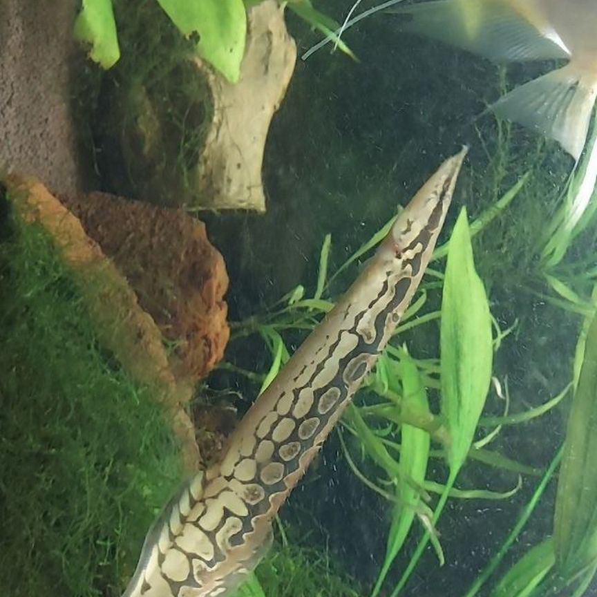 Рыба макрогнатус