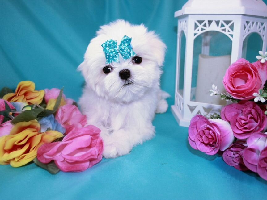 Кукольный мальчик 2,5 мес