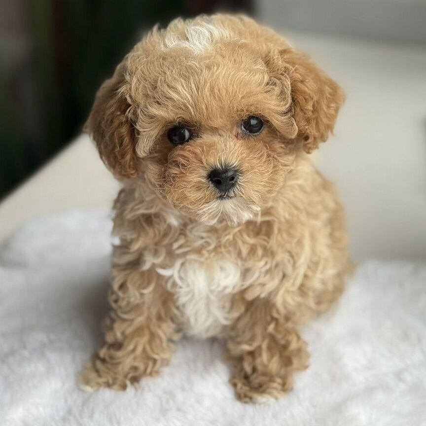 Мальтипу, щенок