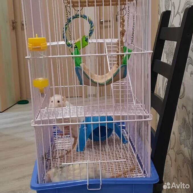 Клетка с крысами Дамбо
