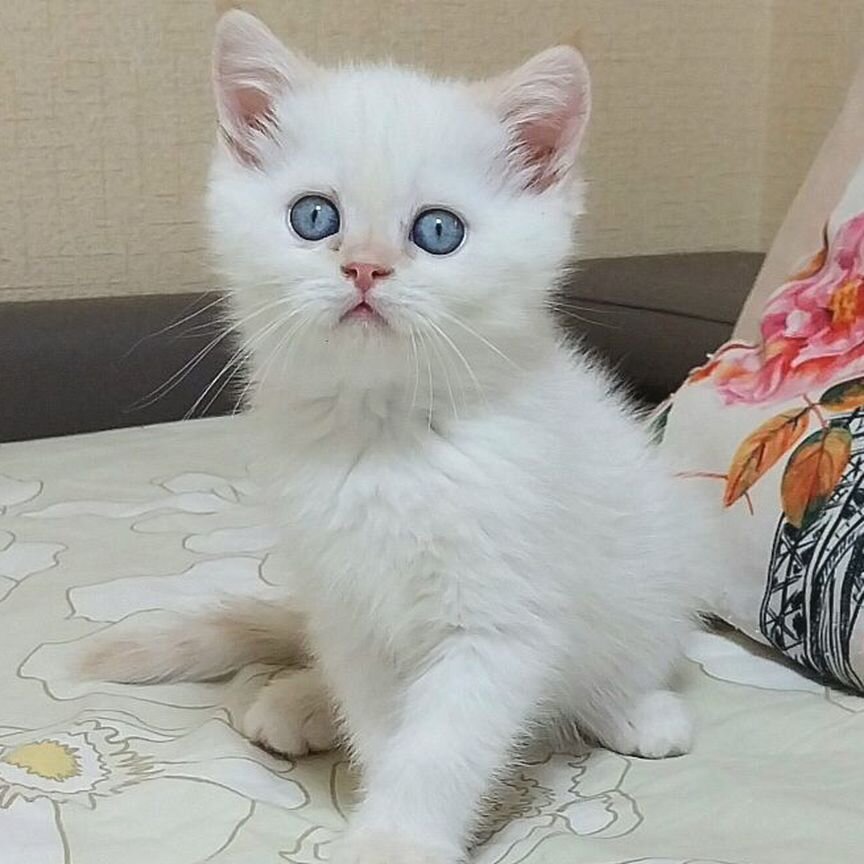 Красный поинт шотландский