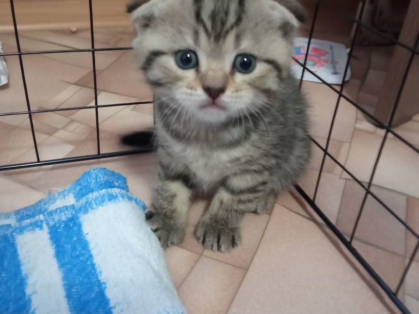 Британские котята