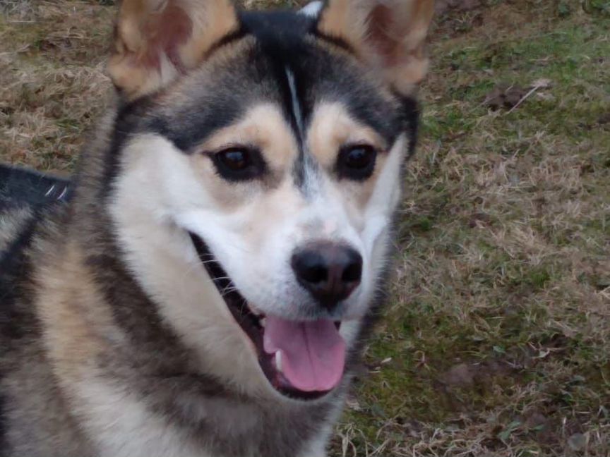 Ася - метис хаски