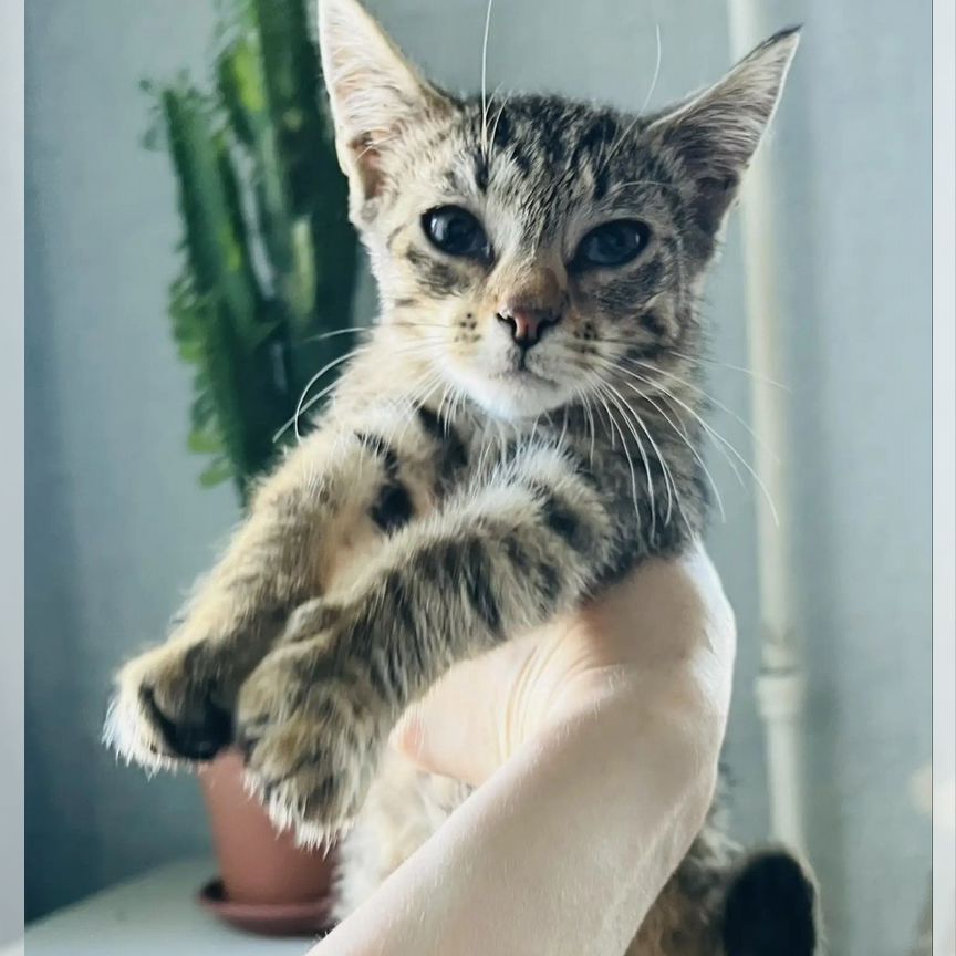 Котёнок в добрые руки
