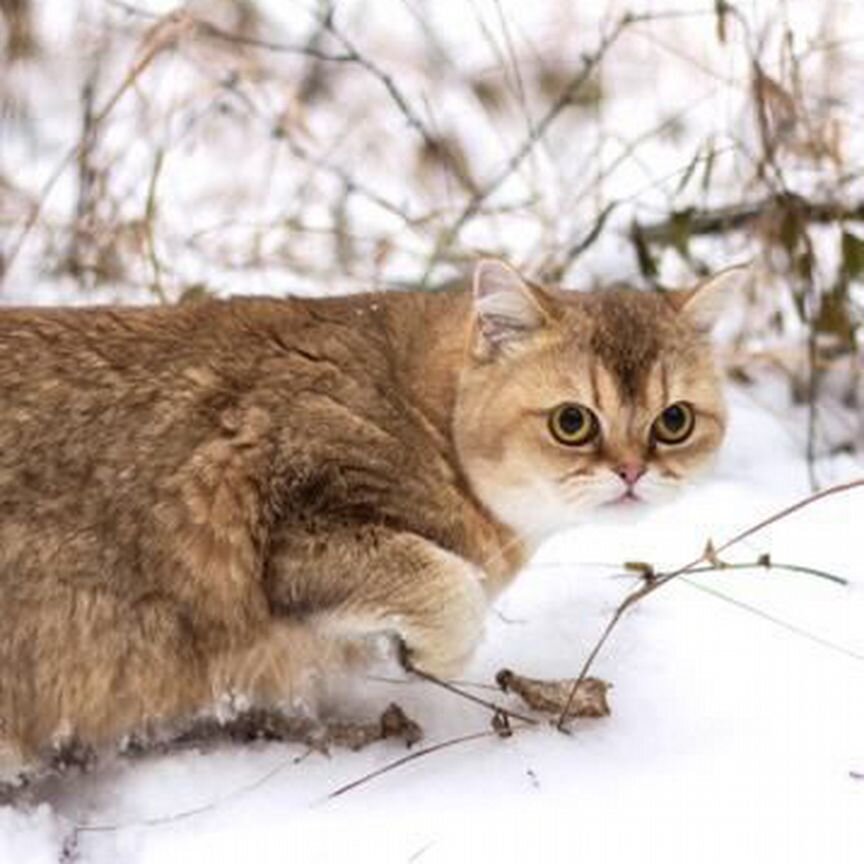 Даша Шотландская