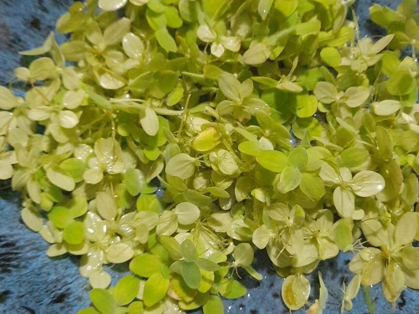 Растительность аквариумная