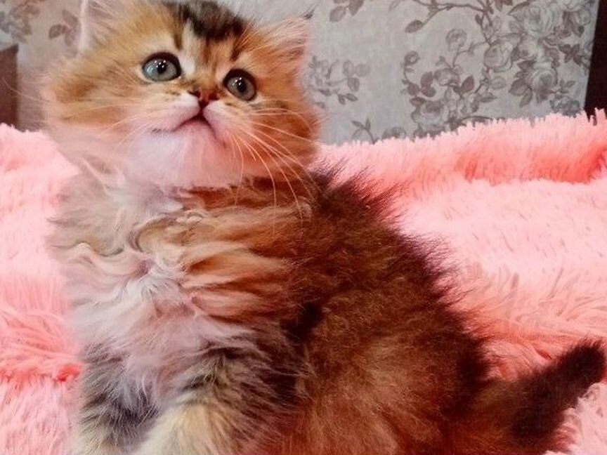 Шотландская золотая красавица хайленд страйт