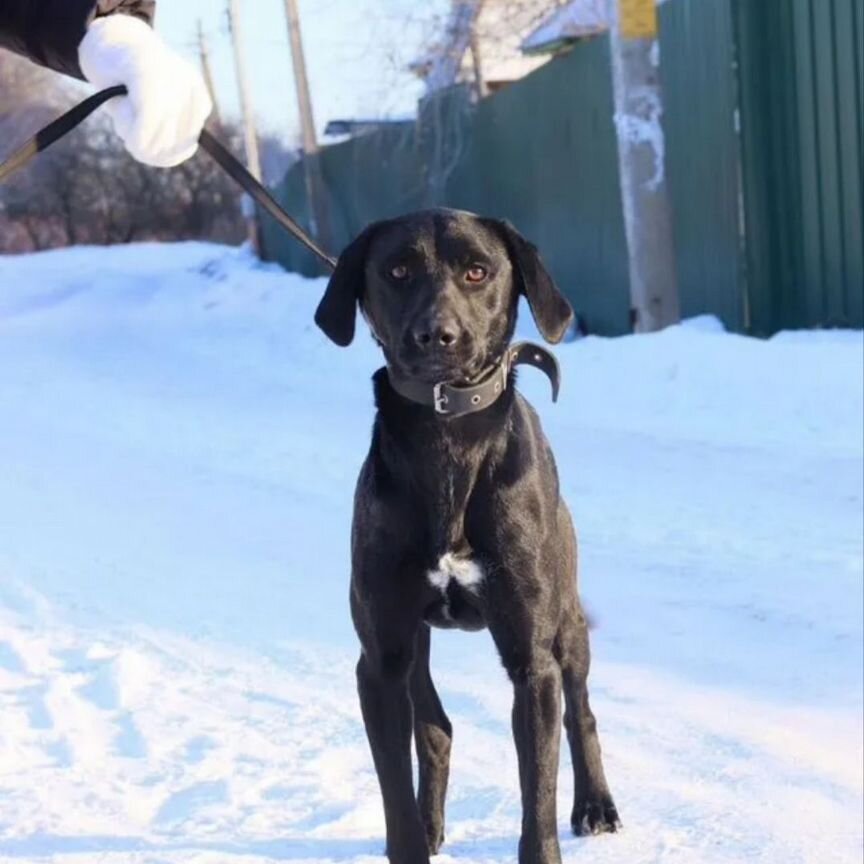 Собака в добрые руки