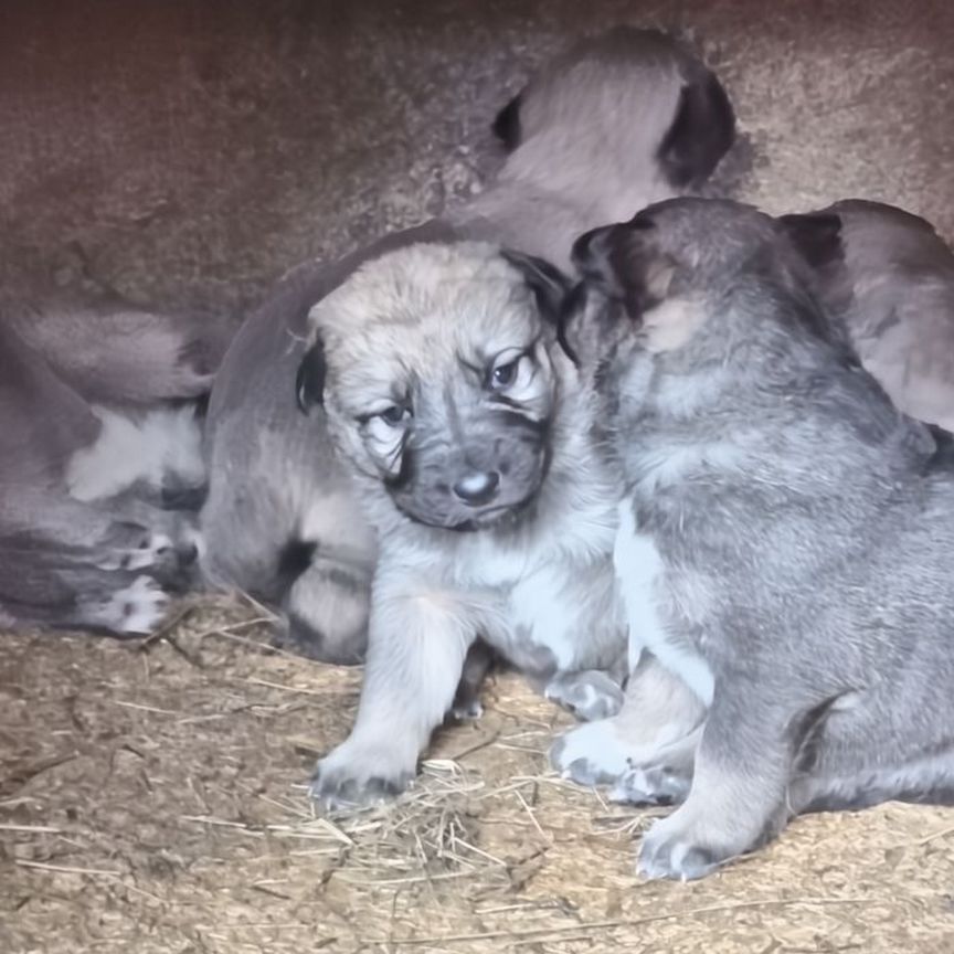 Кавказская овчарка, щенок