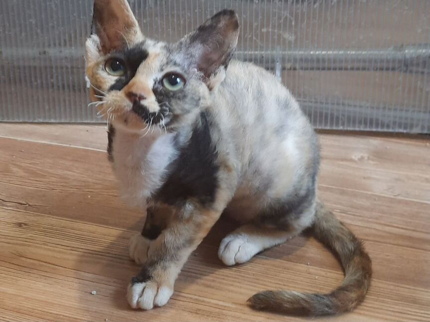 Котятки девон рекс