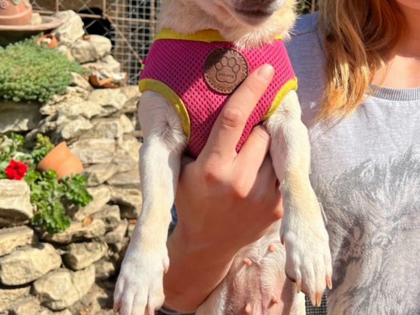 Малипусечная собачка 23 см ищет дом