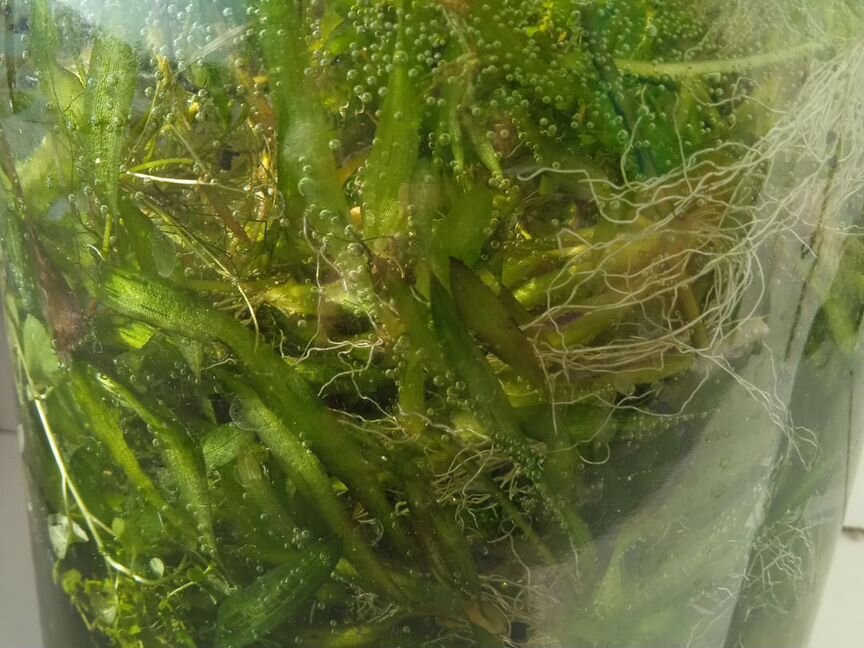 Валиснерия спиральная