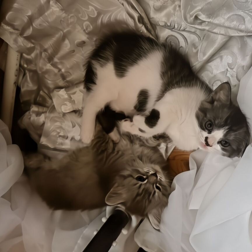 Британский короткошёрстный котёнок