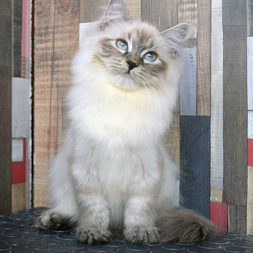 Чистопородный сибирский котенок