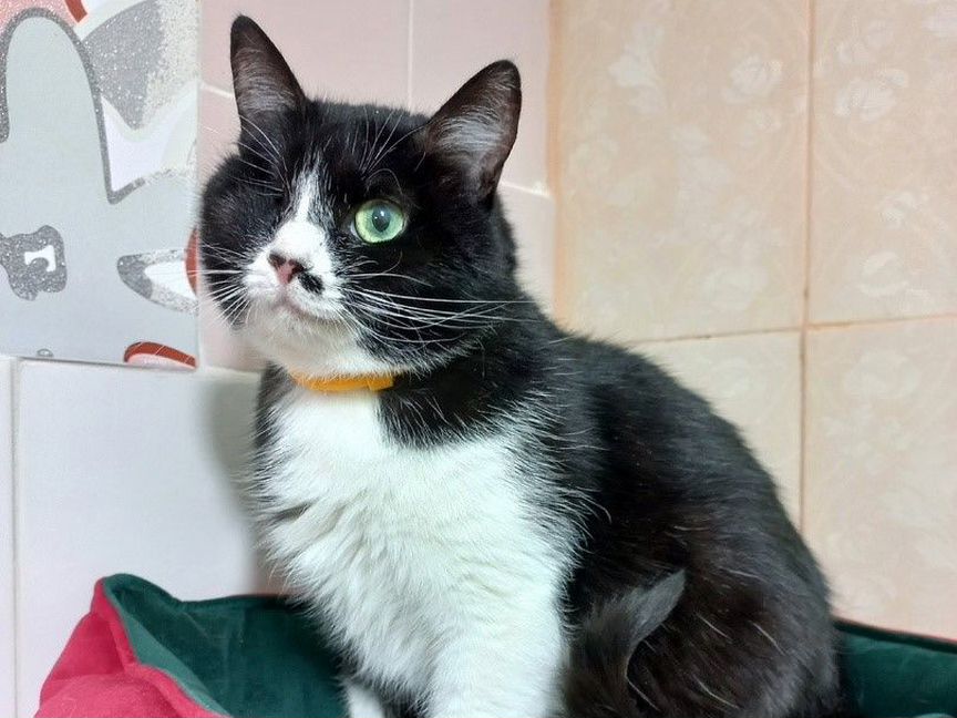 Машка - стойкий оловянный солдатик