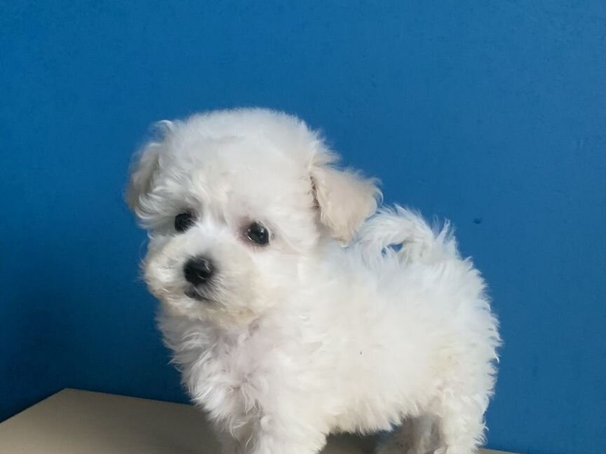 Малыши миники