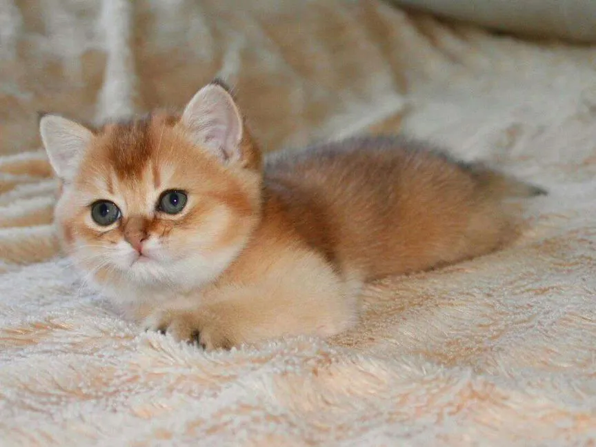 Котик - золотая шиншилла