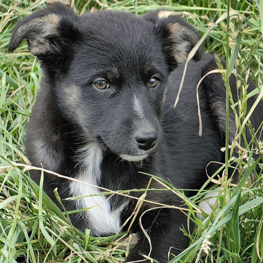 Щенок в добрые руки