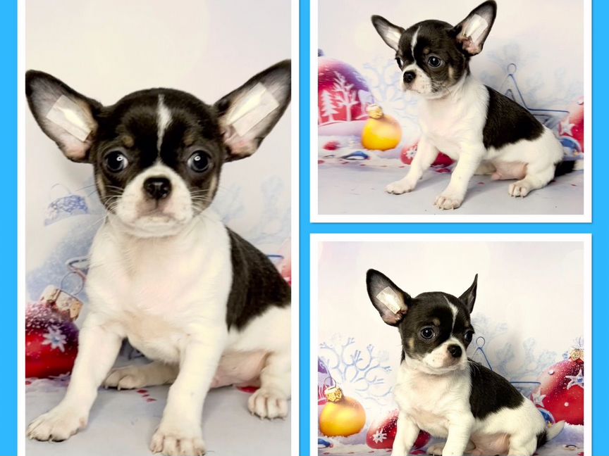 Чихуахуа кобби. Куражный мальчик